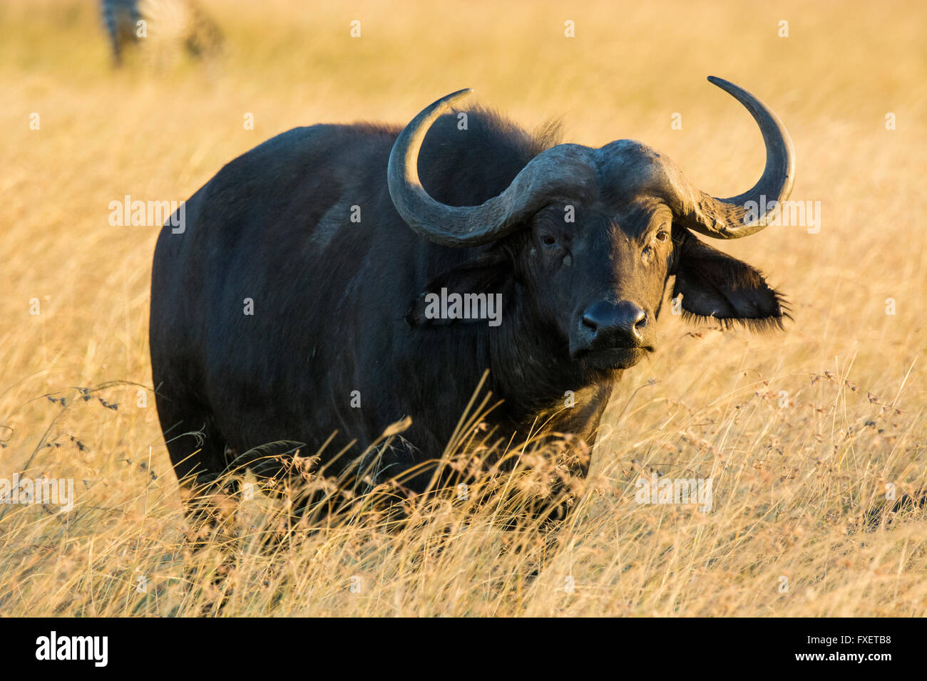 Solitary African Cape Buffalo, Syncerus caffer, Masai Mara National ...
