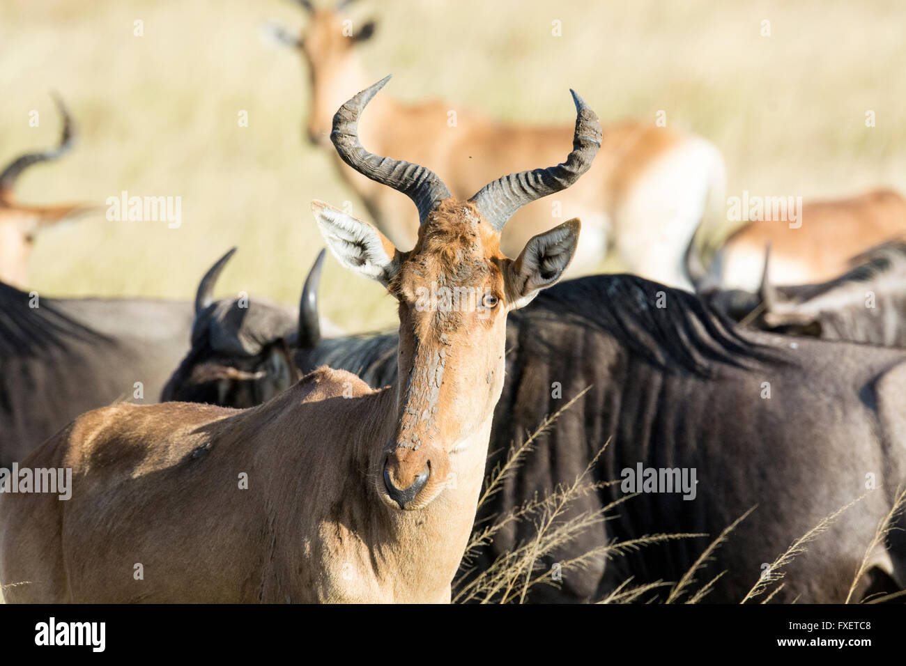 Close up of the head and horns of a Topi, Damaliscus lunatus, Masai ...
