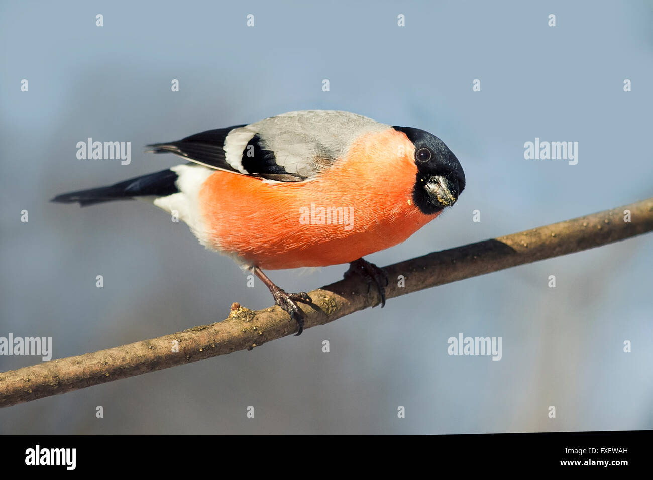 bullfinches, winter, bird, tit, bullfinch, background, red, eating ...