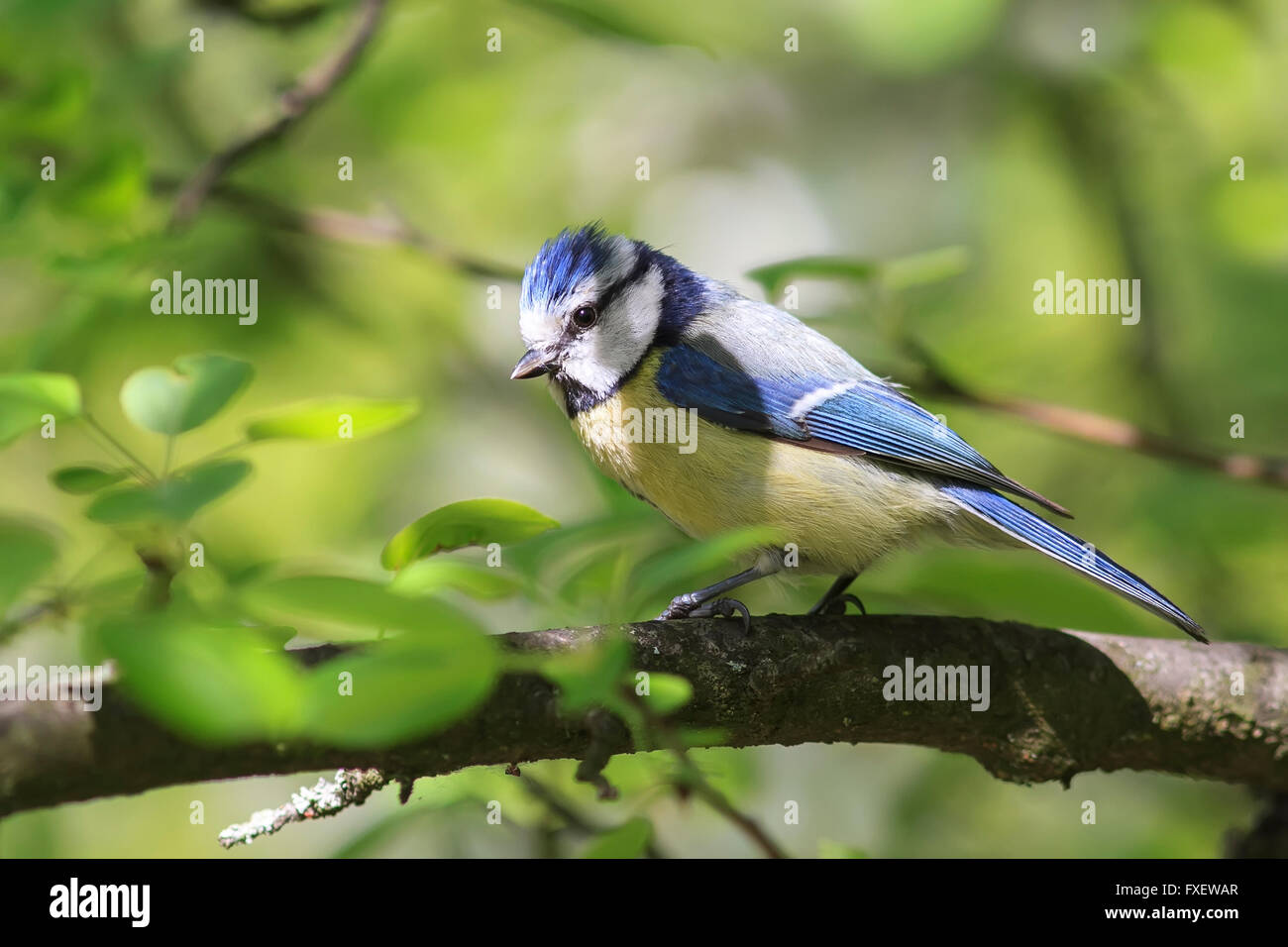 bird sitting bird branch blue green spring to watch one of green leaves ...