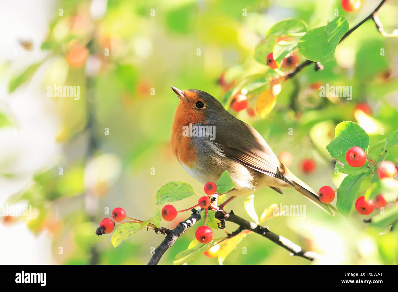 animal bird Robin sits looking beautiful Park branch apples berries red ...