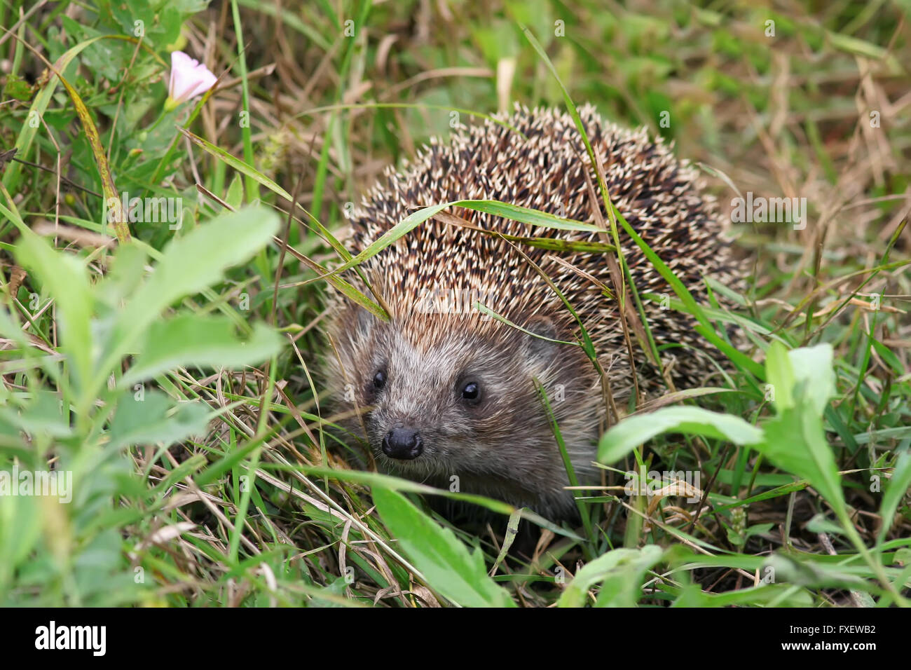 little cute hedgehog animal with sharp spines hiding the green grass ...