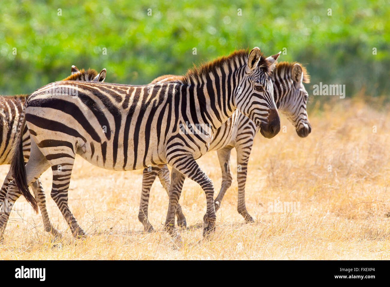 Vast plains hi-res stock photography and images - Alamy