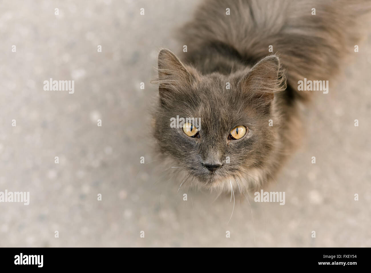 Portrait of cat looking at camera Stock Photo - Alamy
