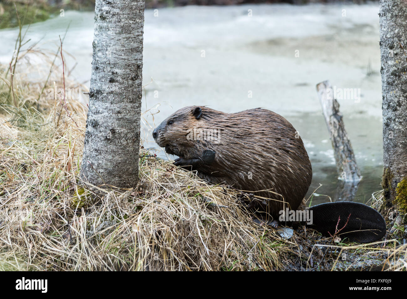 Side view climbing beaver hi-res stock photography and images - Alamy