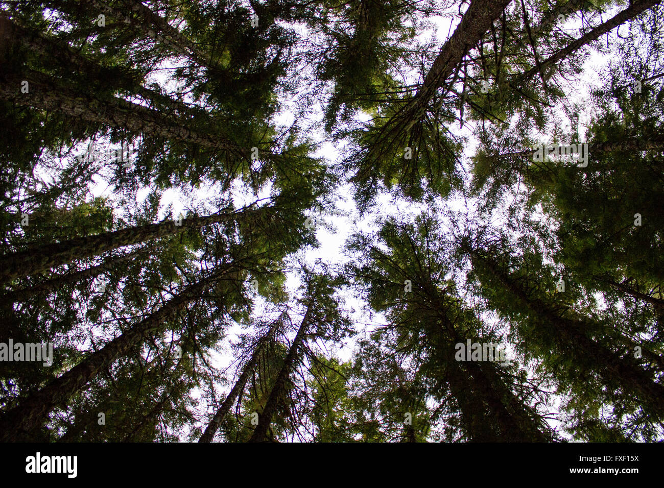 Looking Up Through the Trees Stock Photo - Alamy