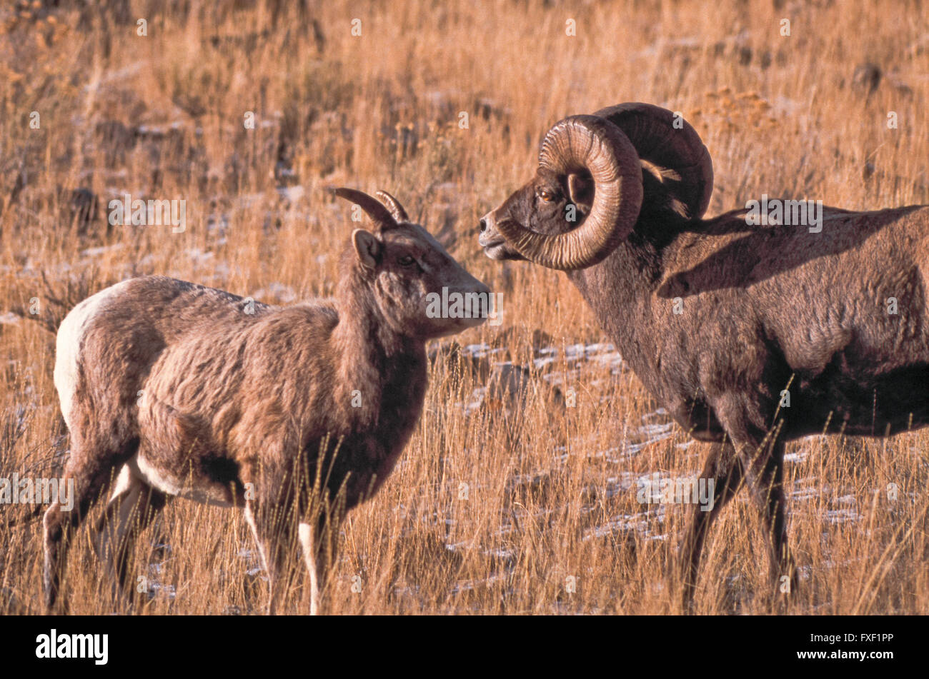 bighorn sheep ram and ewe in the yellowstone river valley near corwin ...