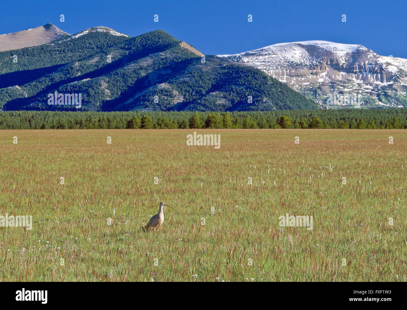 Judith mountains hi-res stock photography and images - Alamy