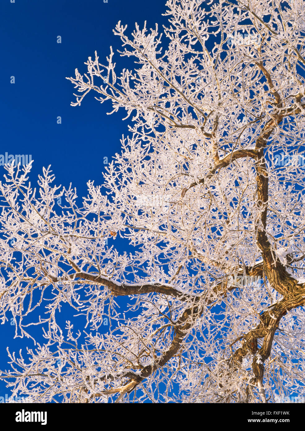 frosted cottonwood tree branch in the missouri river valley near ulm ...