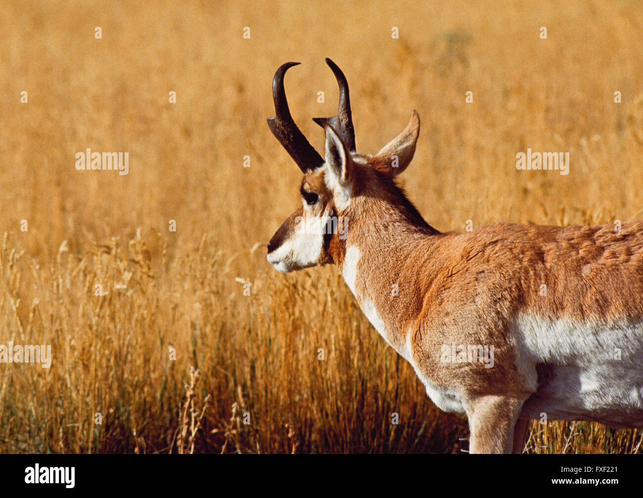 pronghorn antelope in the prairie of south-central montana Stock Photo ...