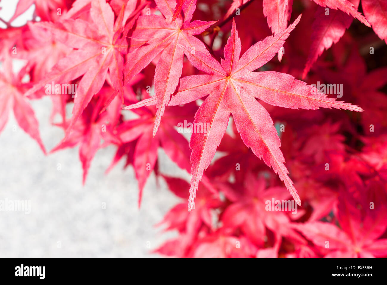 Japanese Maple leaves over white background Stock Photo - Alamy