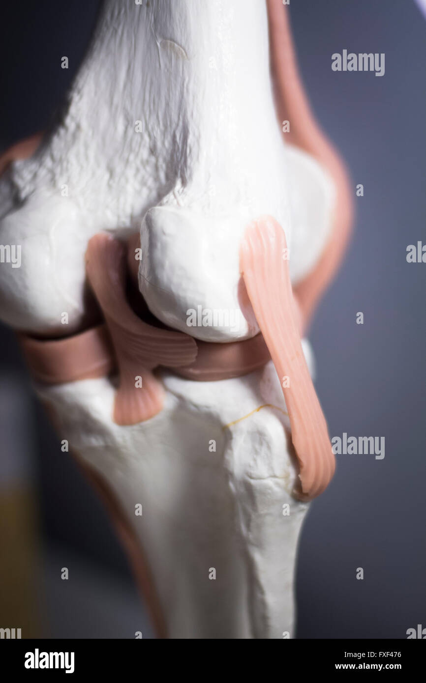 Knee joints meniscus tendons plastic teaching model for taumatology and ...