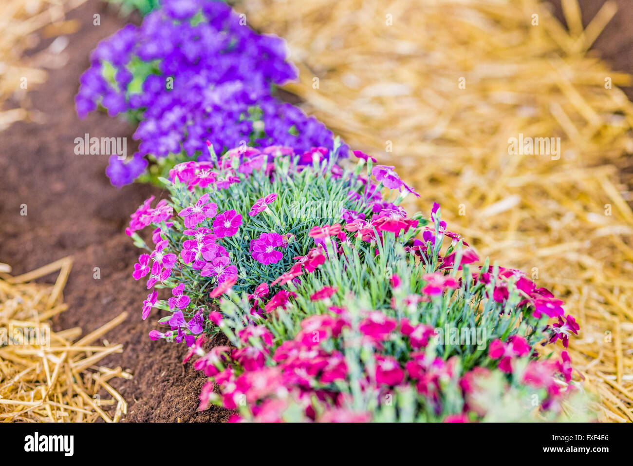 detail of crops in the home garden Stock Photo - Alamy