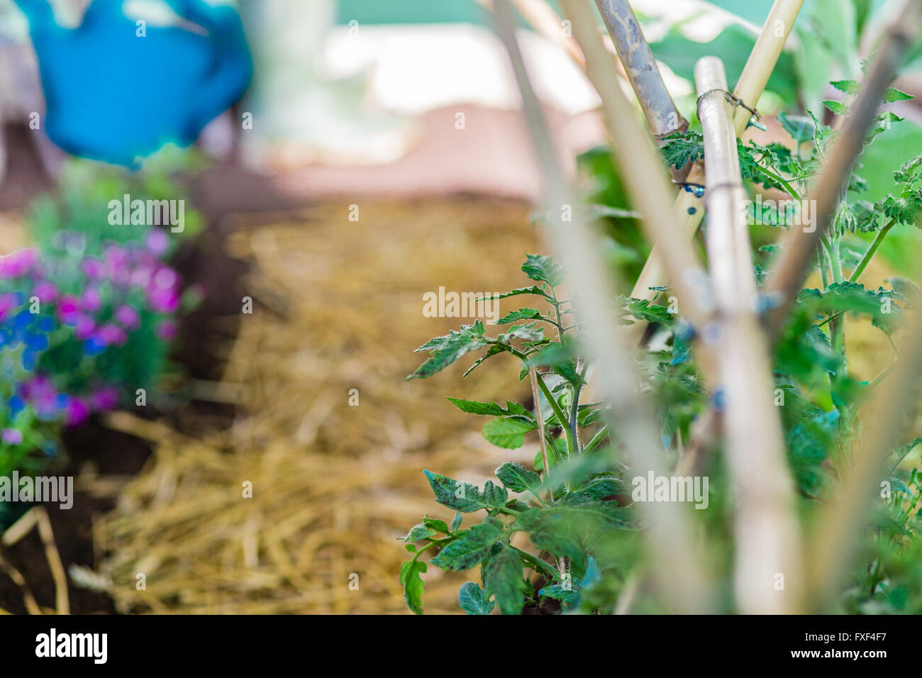 detail of crops in the home garden Stock Photo - Alamy