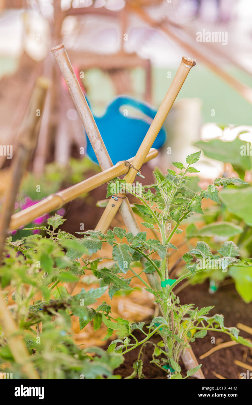 detail of crops in the home garden Stock Photo - Alamy