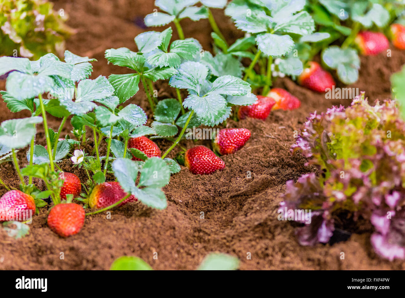 detail of crops in the home garden, strawberries and salad Stock Photo ...