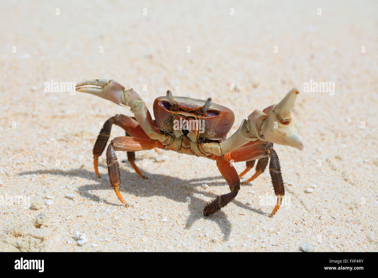 Land Crab Species In Wisconsin
