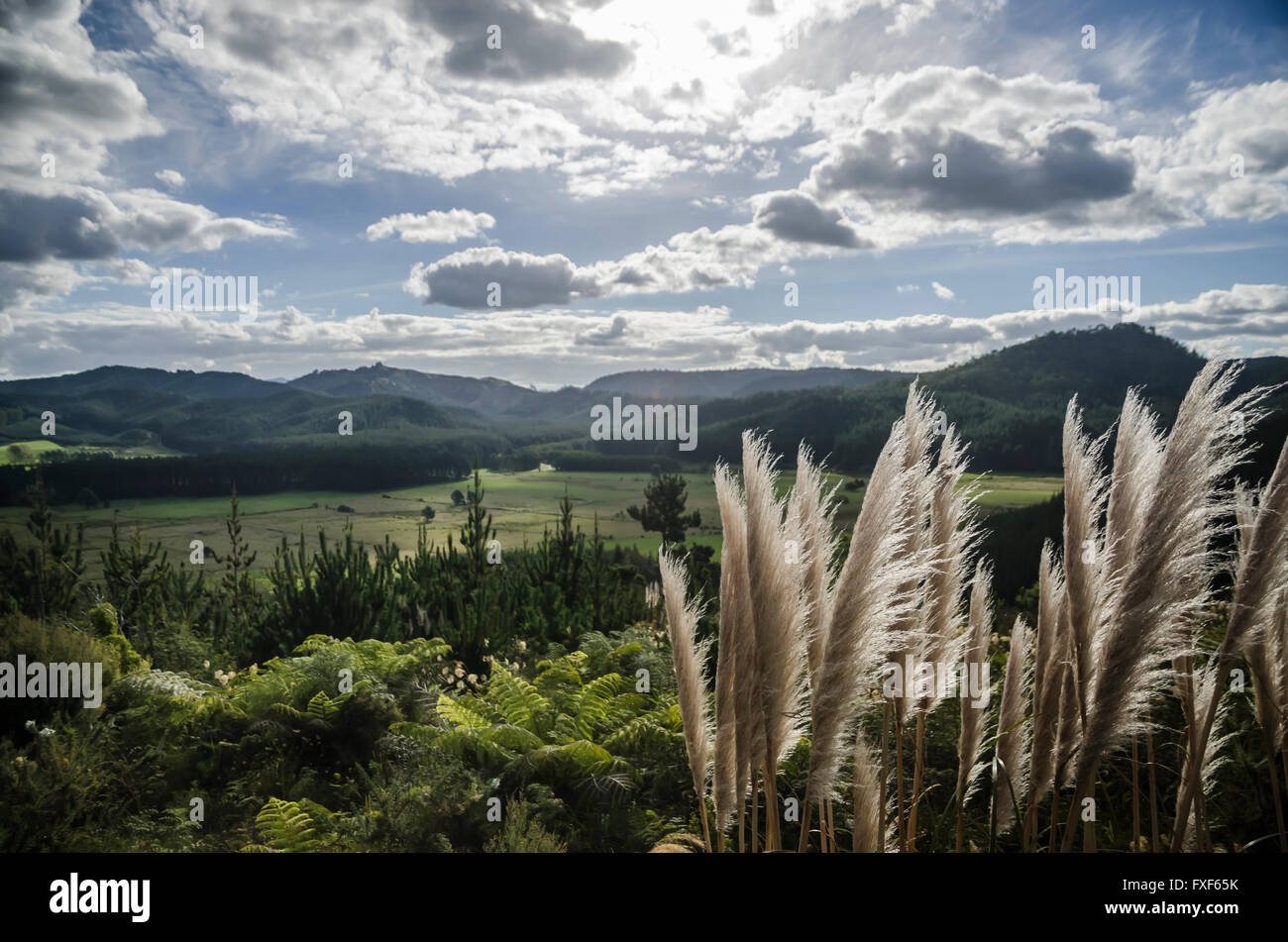 landscape of Coromandel Peninsula Stock Photo - Alamy