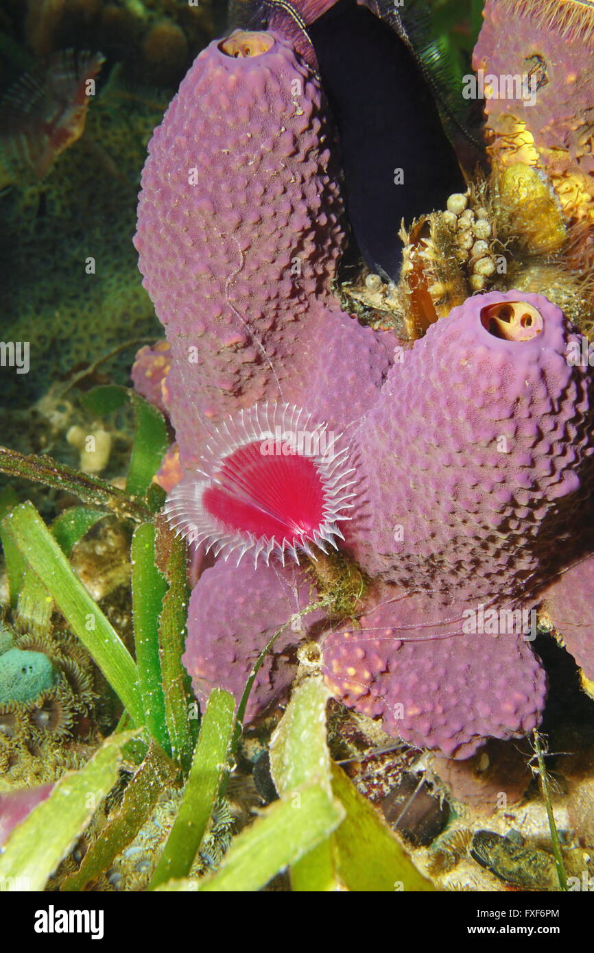 Marine life, branching tube sponge Aiolochroia crassa with a split ...