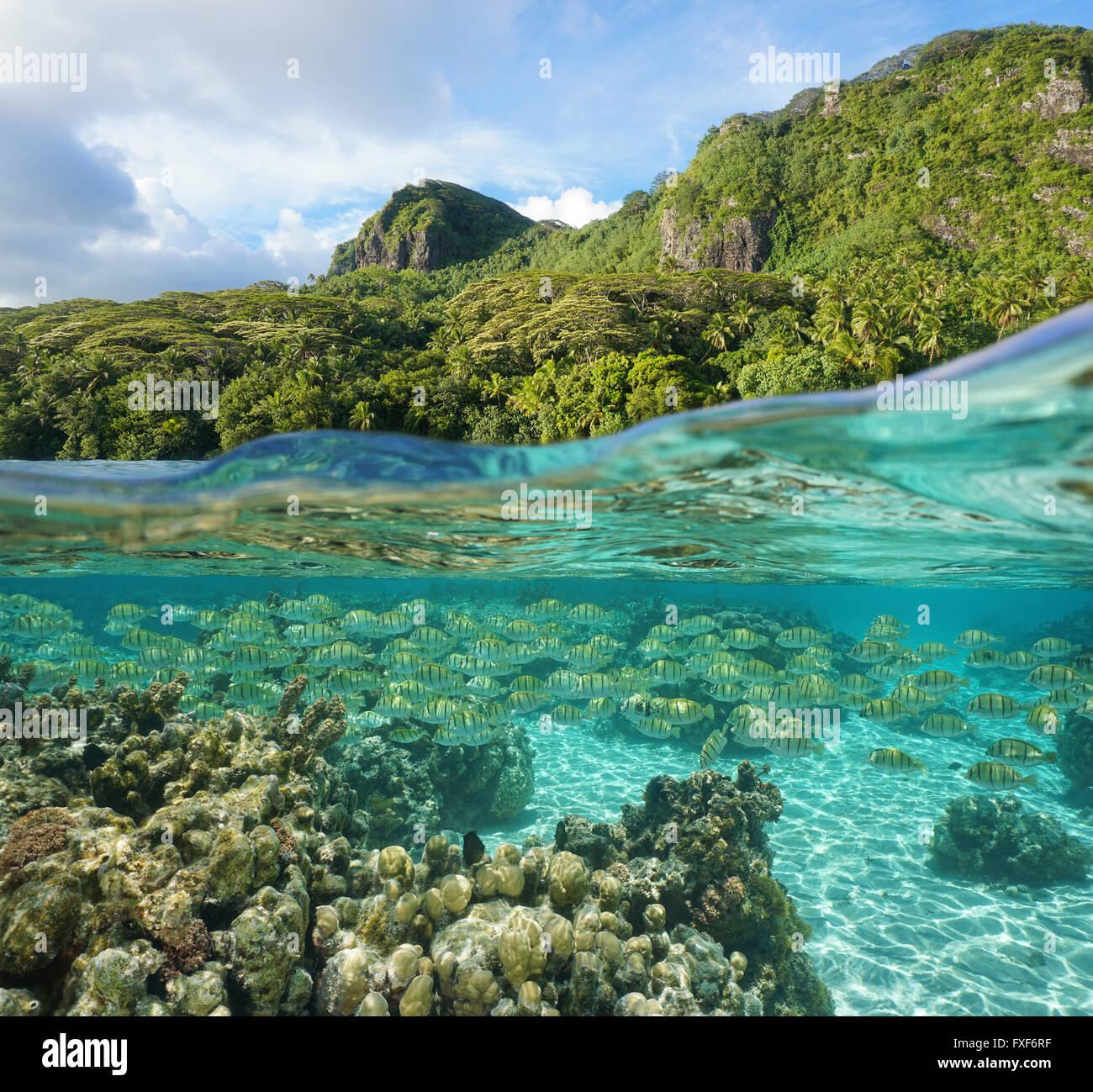 Lush shore with a school of fish and coral underwater, split view above ...