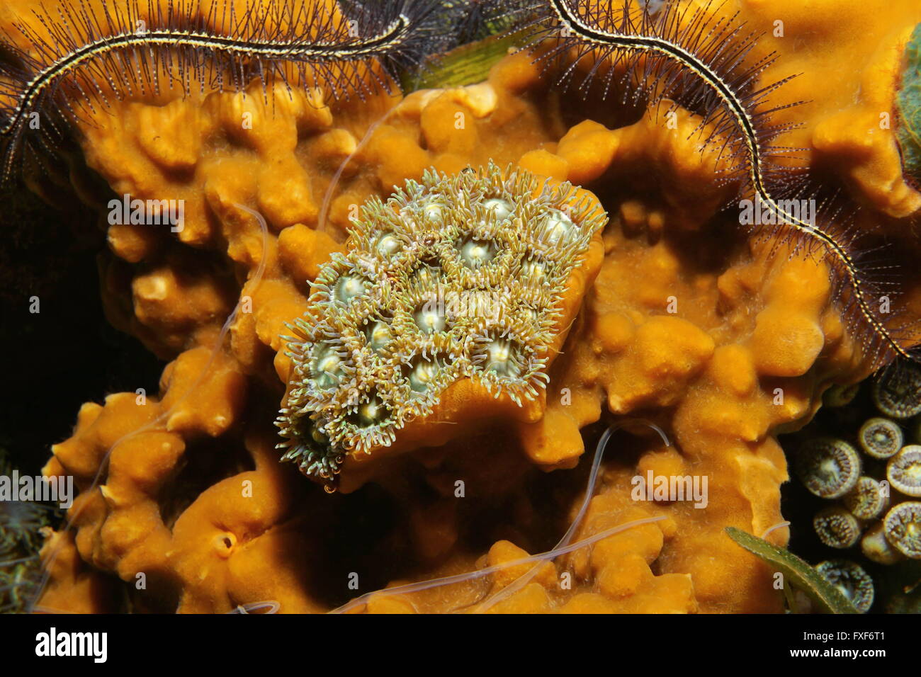 Marine life, colony of mat zoanthids surrounded by cliona sea sponge ...