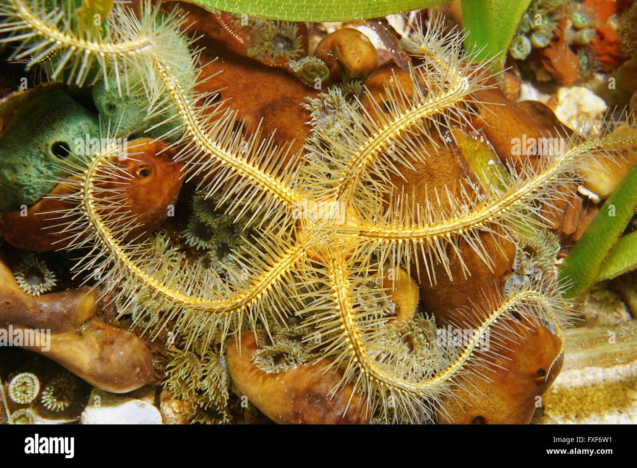 Underwater marine life, close up of a Suenson brittle star, Ophiothrix ...