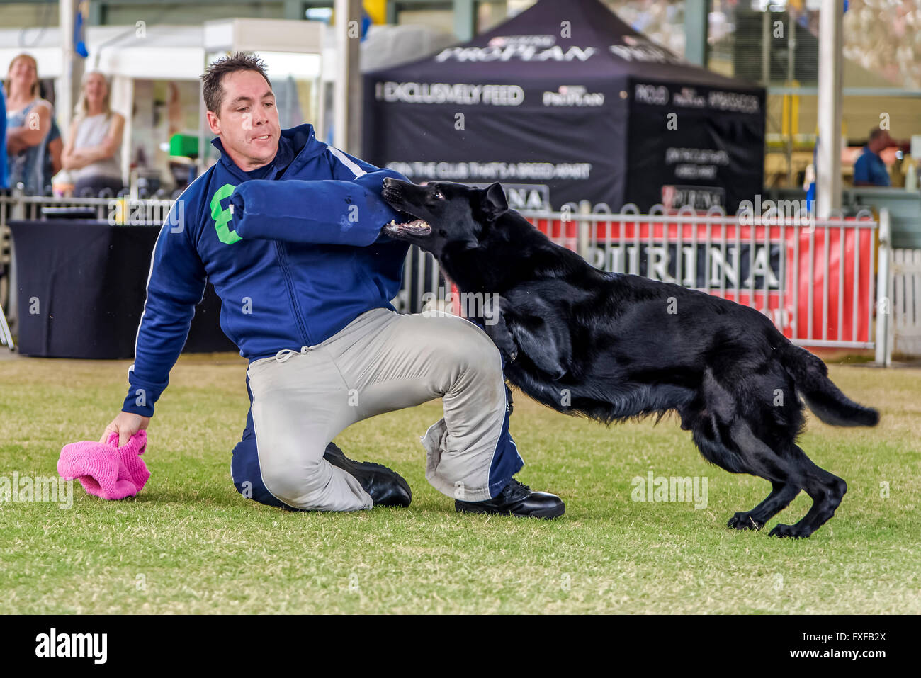 The New South Wales Police Dog Unit put on a display of police and ...