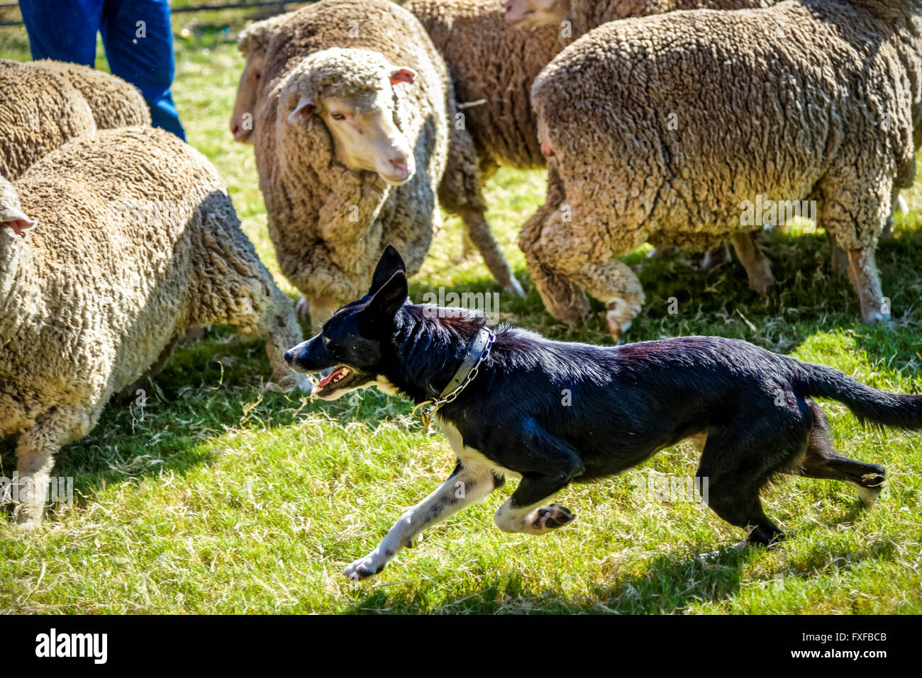 Working sheepdog and sheepdog trials are a feature at the 2016 Sydney ...