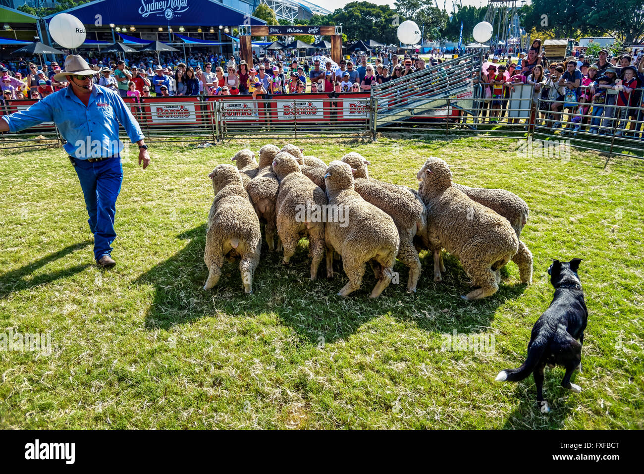 Working sheepdog and sheepdog trials are a feature at the 2016 Sydney ...