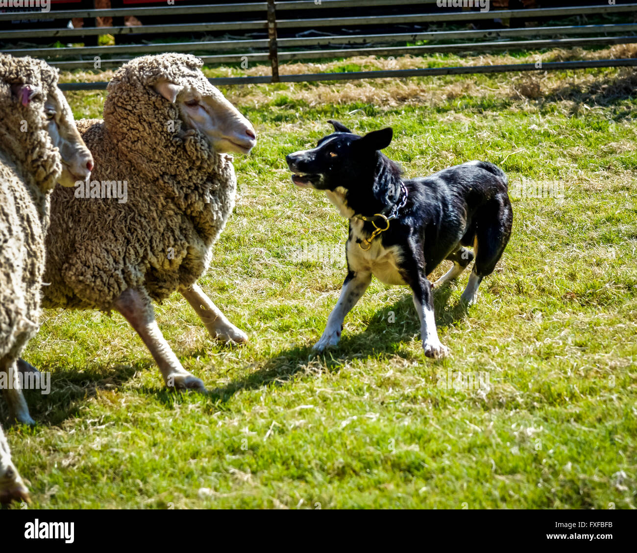 Working sheepdog and sheepdog trials are a feature at the 2016 Sydney ...