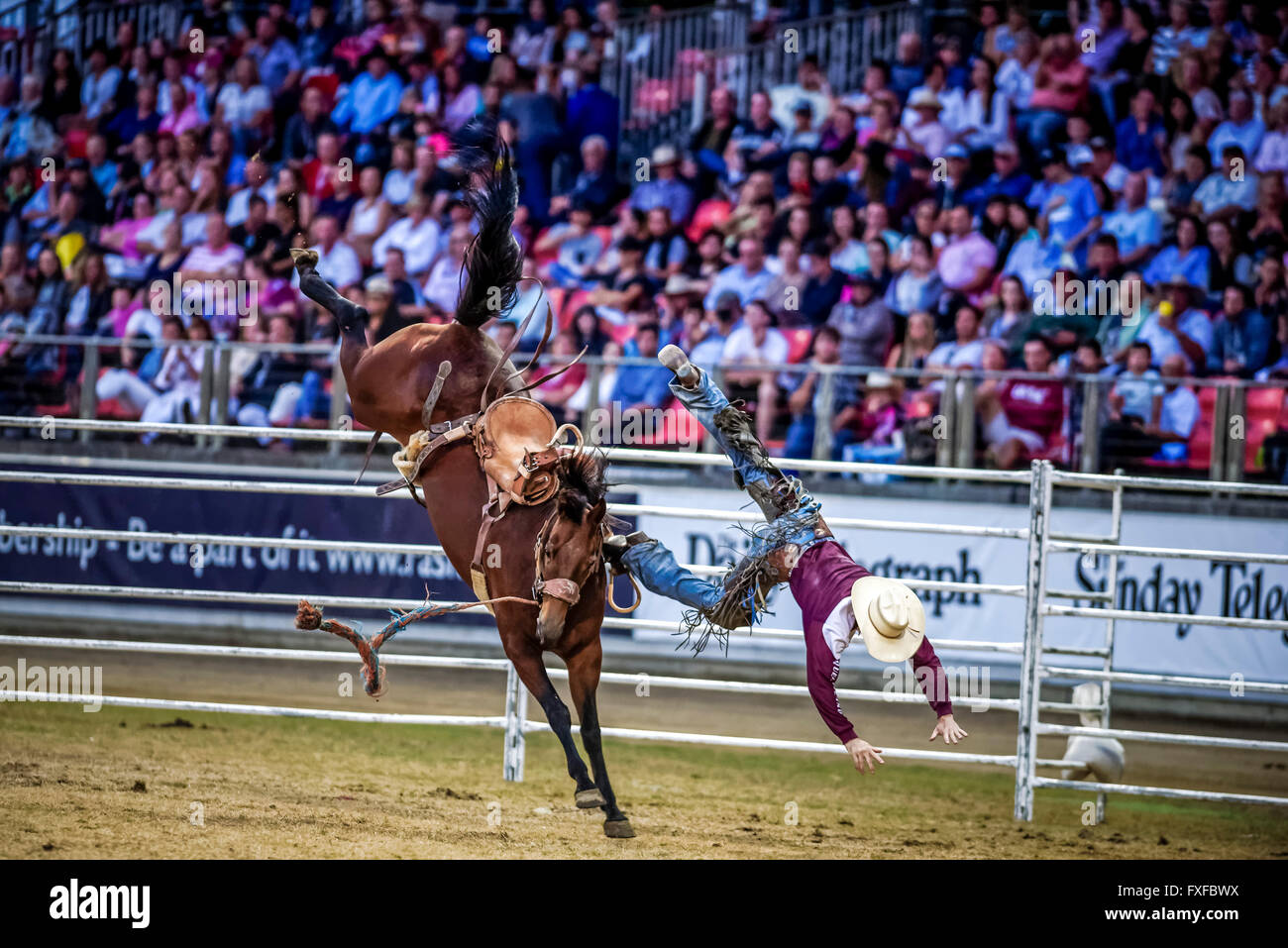Chris Williams (QLD) dismounts following his bareback ride during the ...