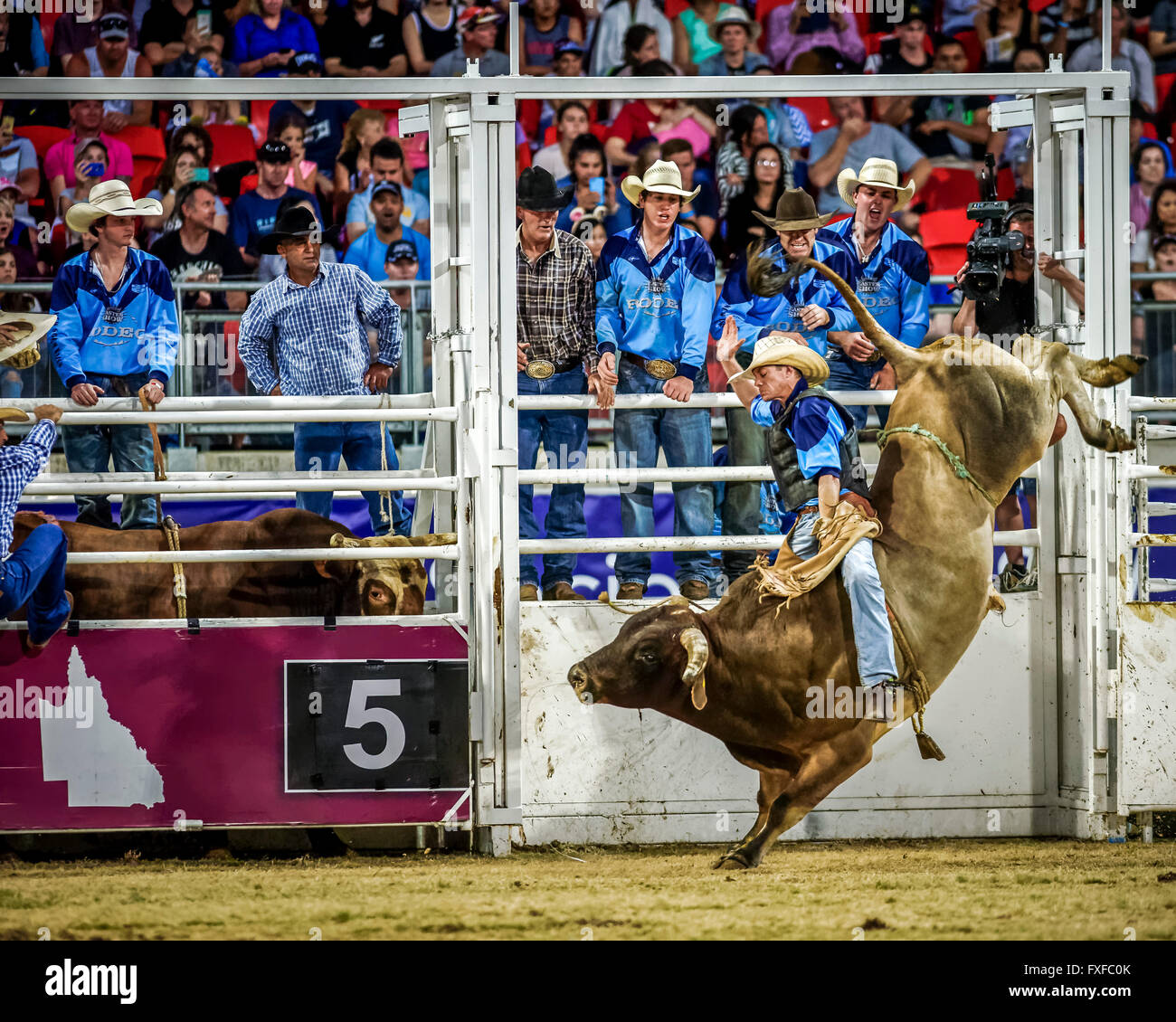 Chris Lowe (NSW) rides a bull as team mates look on during the Sydney ...