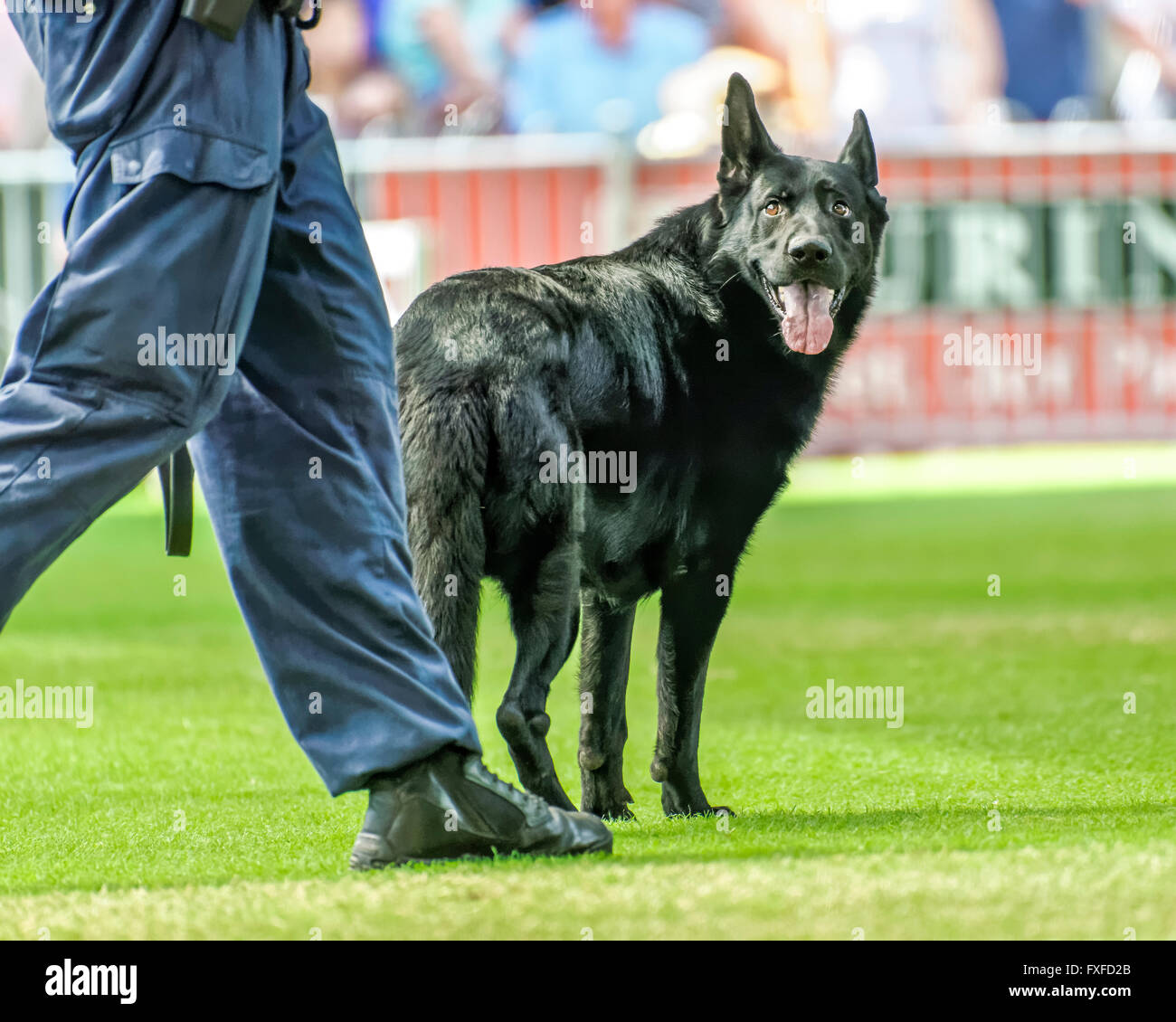 The New South Wales Police Dog Unit put on a display of police and ...