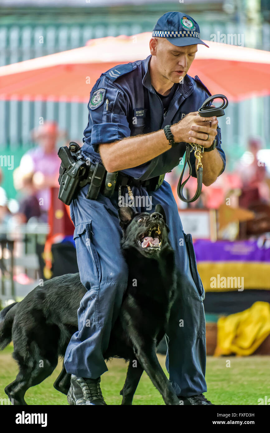 The New South Wales Police Dog Unit put on a display of police and ...