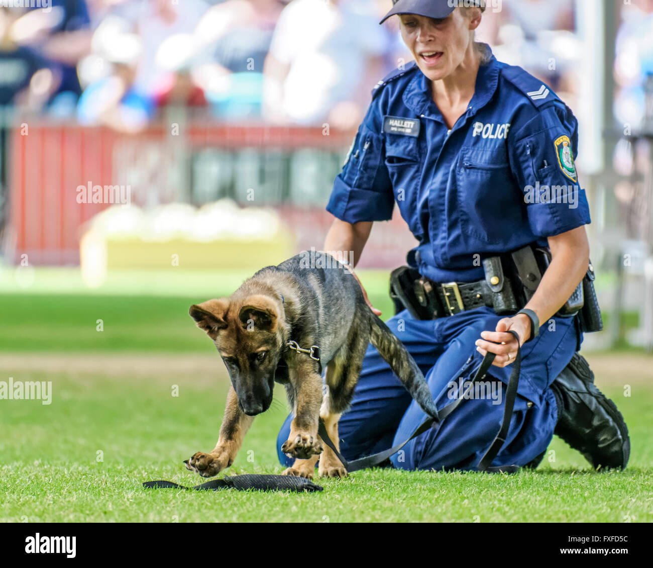 The New South Wales Police Dog Unit put on a display of police and ...