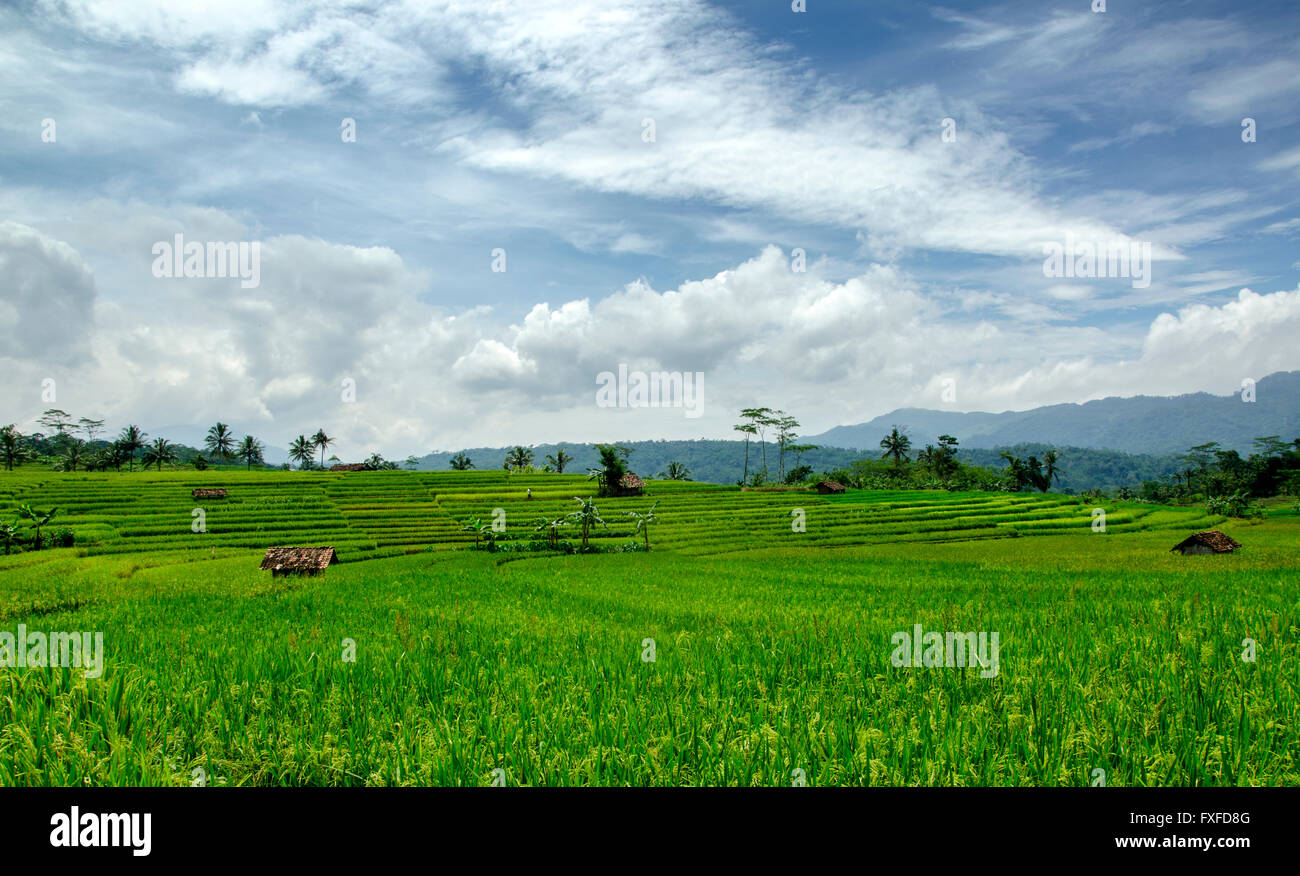 rice paddies on the hill Stock Photo - Alamy