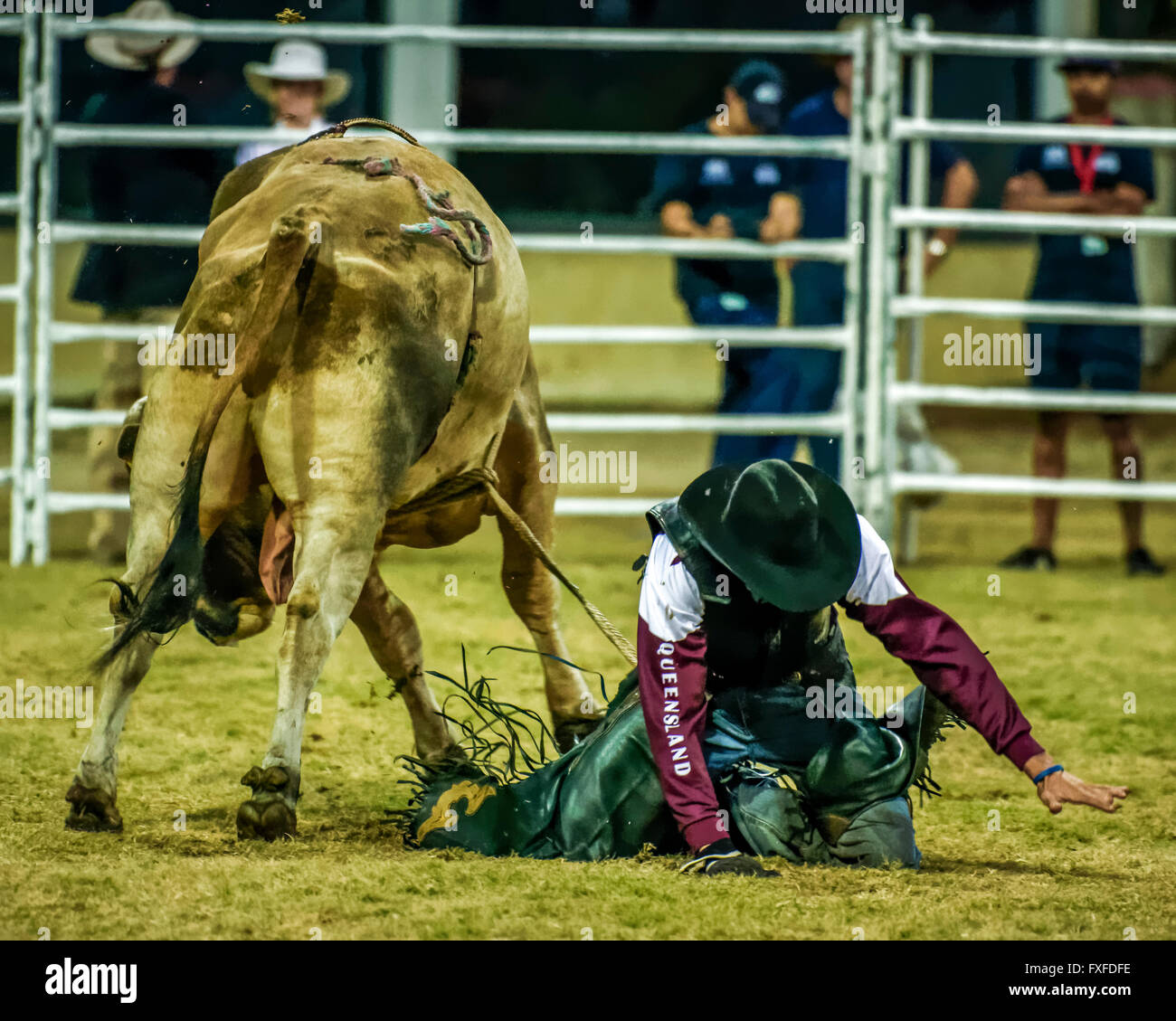 Jack McArthur (QLD) takes a fall from his bull ride during the Sydney ...