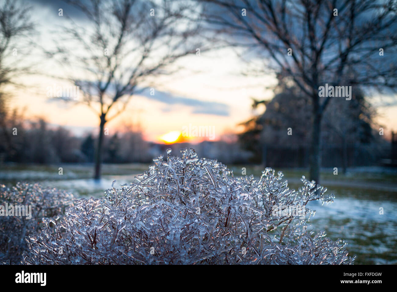 Spaghetti Bush in the sunset Stock Photo - Alamy