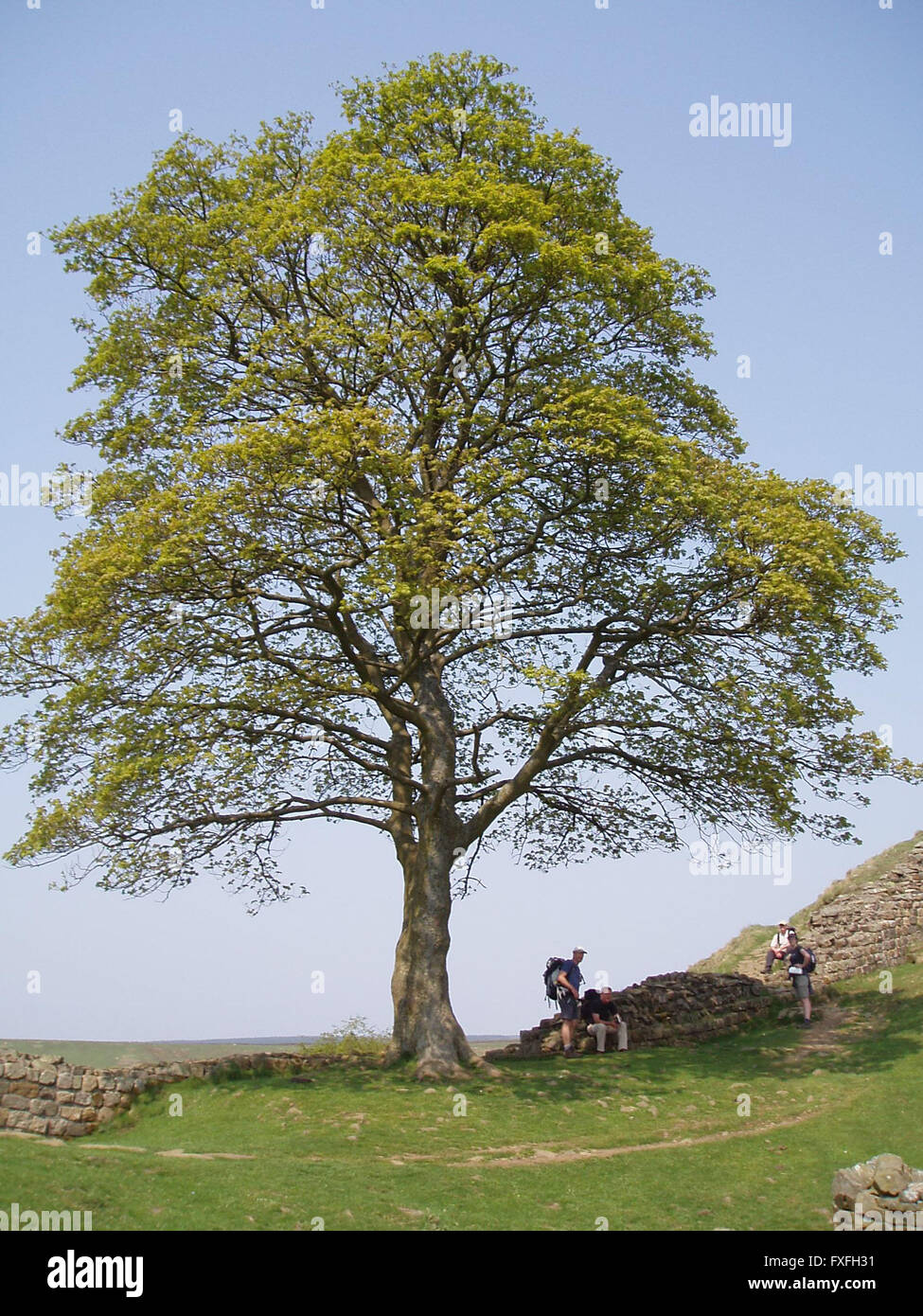 The Sycamore Tree Stock Photo - Alamy
