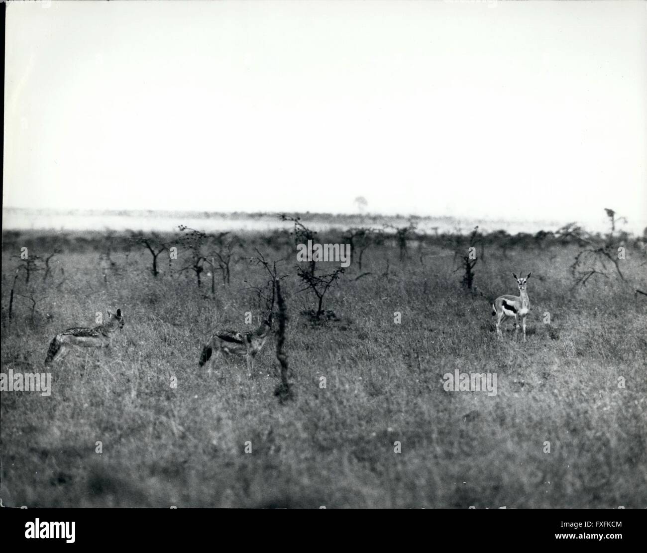 1963 - africa gazelle antelope © Keystone Pictures USA/ZUMAPRESS.com ...