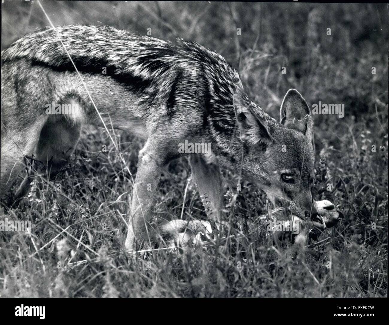 1963 - Fawn deer bambi baby fur. Deer attacks fox Credits: Camerapix ...