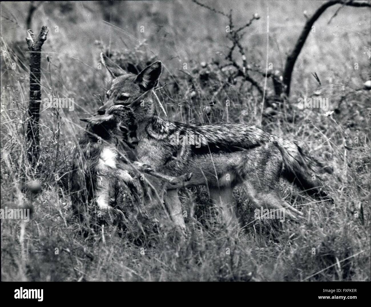 1963 - Fawn deer bambi baby fur. fox takes deer Credits: Camerapix ...