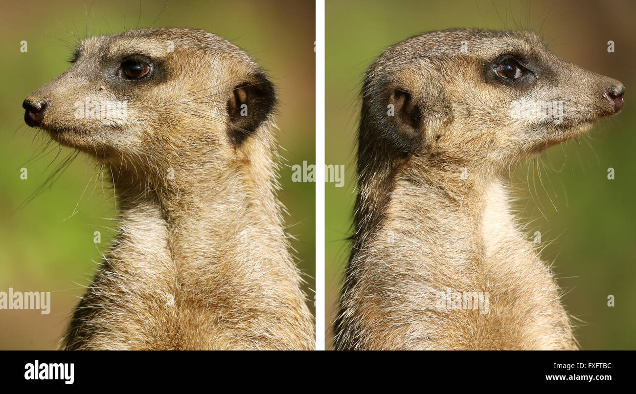 Duisburg, Germany. 14th Apr, 2016. A composite picture shows a meerkat ...