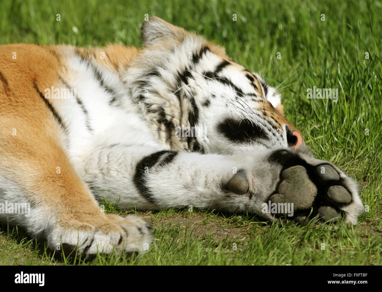 Duisburg, Germany. 14th Apr, 2016. Siberian tiger lady Dasha enjoys the ...