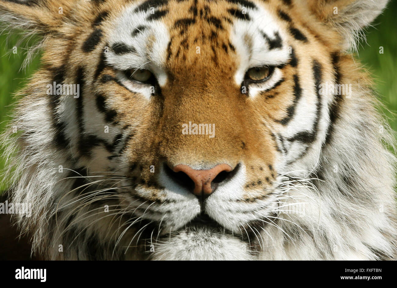 April Tiger's Instagram, Twitter & Facebook on IDCrawl