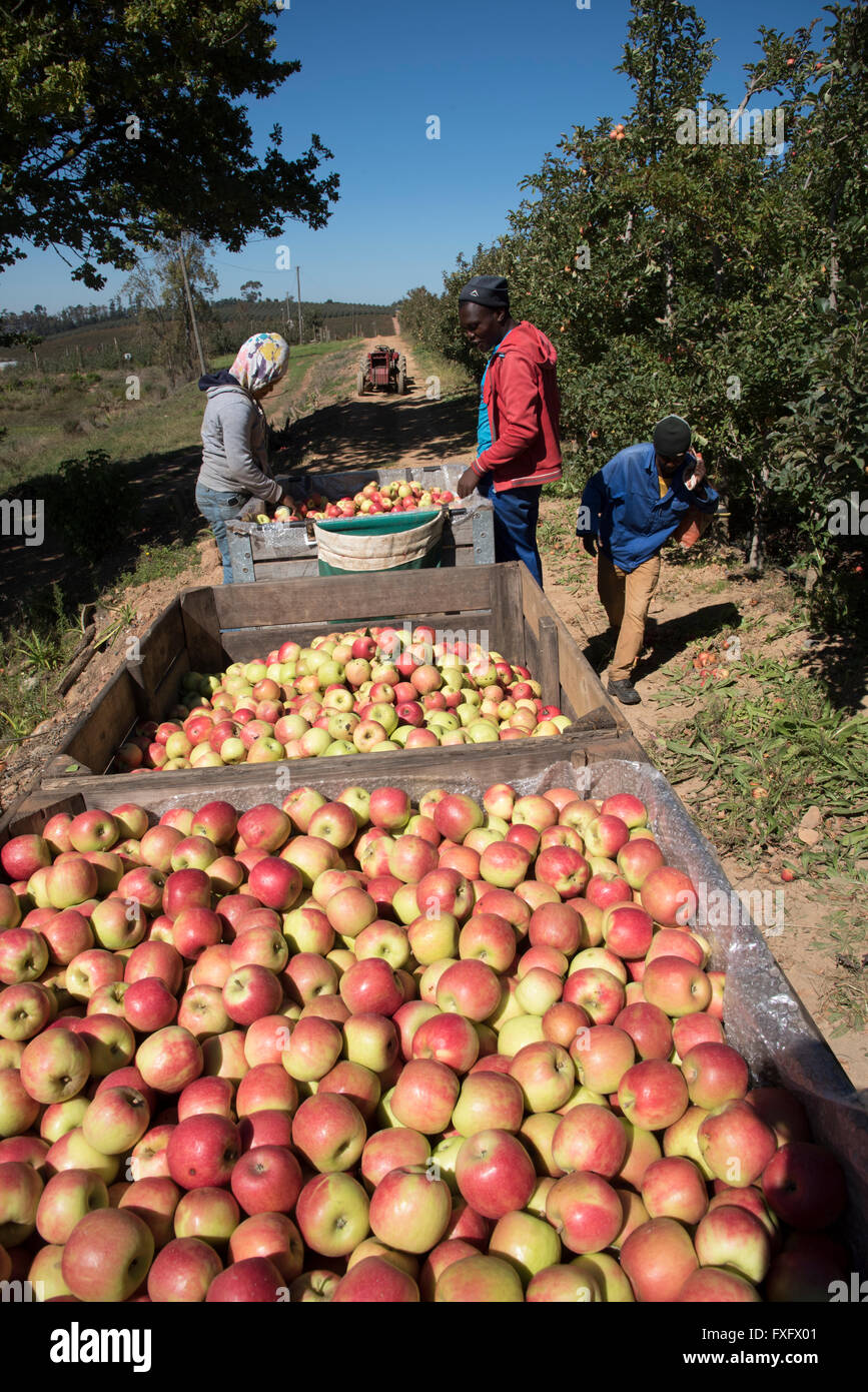 Harvesting Pink Lady apples for the European market in the Elgin Valley ...