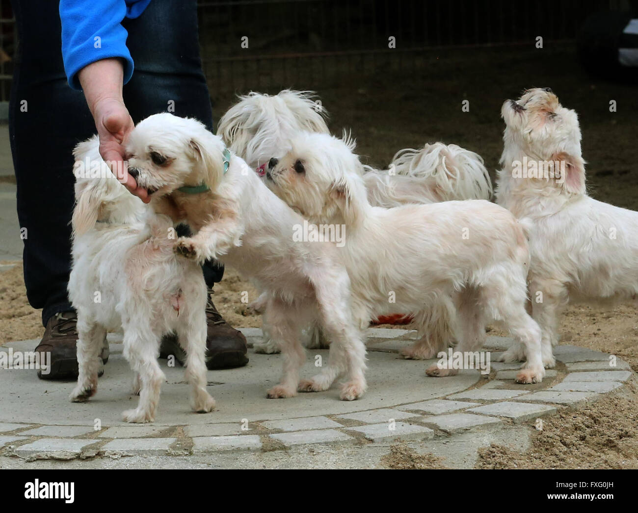 Wesel, Germany. 6th Apr, 2016. Malteser dogs waiting for new owners at ...