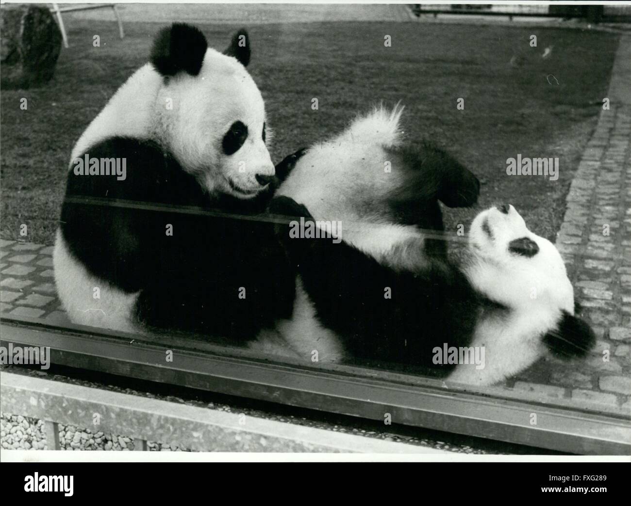 1956 - Very Playful.: Are BAO-BAO and TIEN-TIEN, the Panda-bears from ...