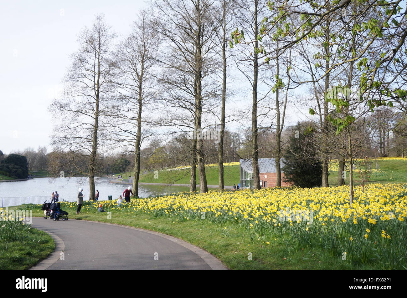 Daffodils in bloom at Sefton Park,Liverpool Stock Photo - Alamy