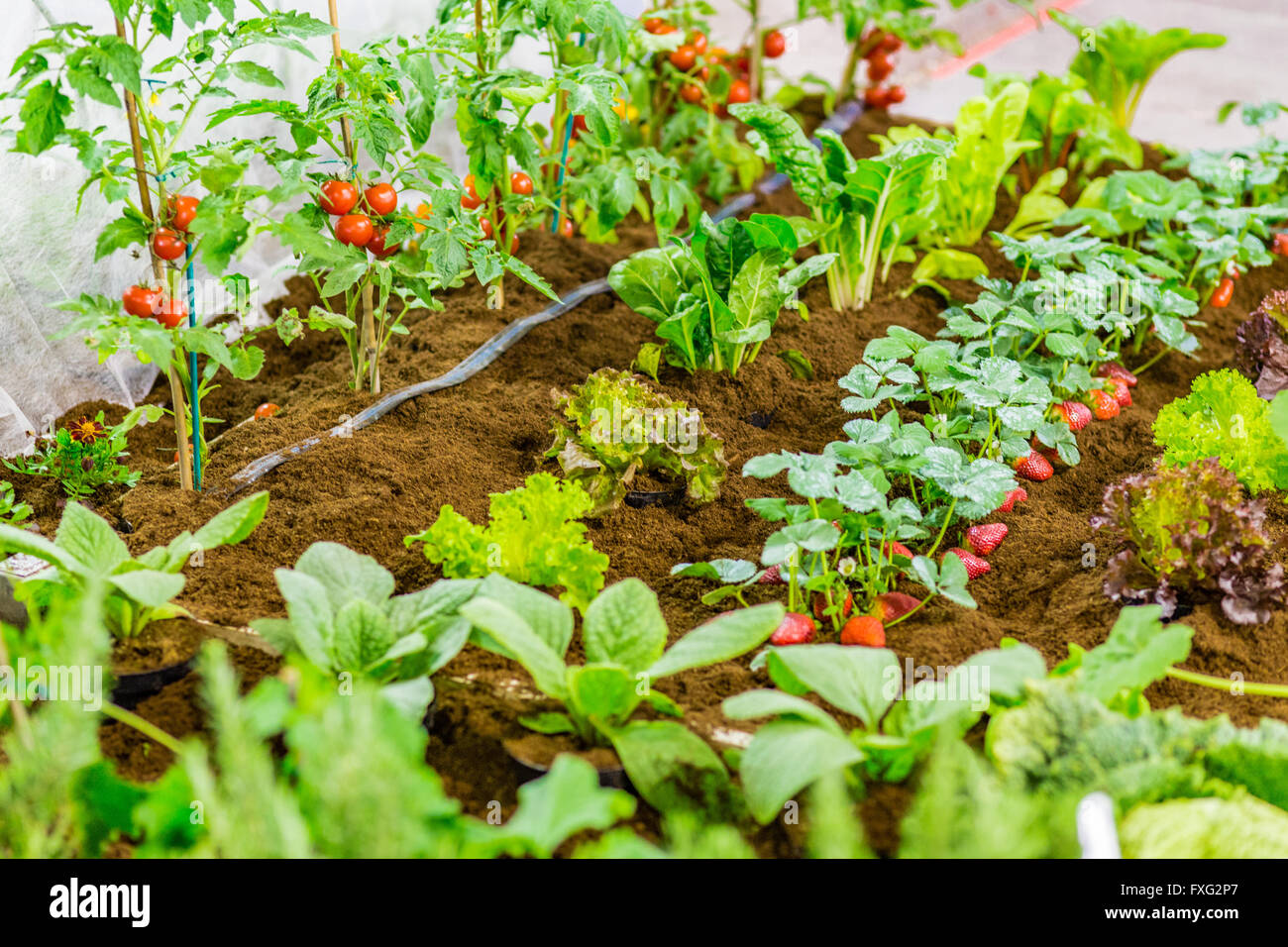 detail of crops in the home garden, tomato crops and salad Stock Photo ...